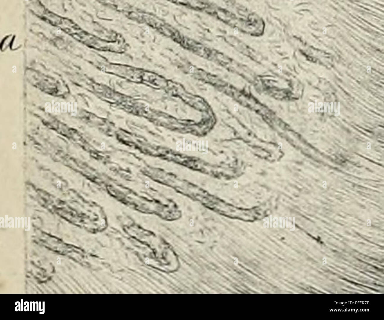 The skeleton of the extinct giant ground sloth, Mylodon robustus, was ...