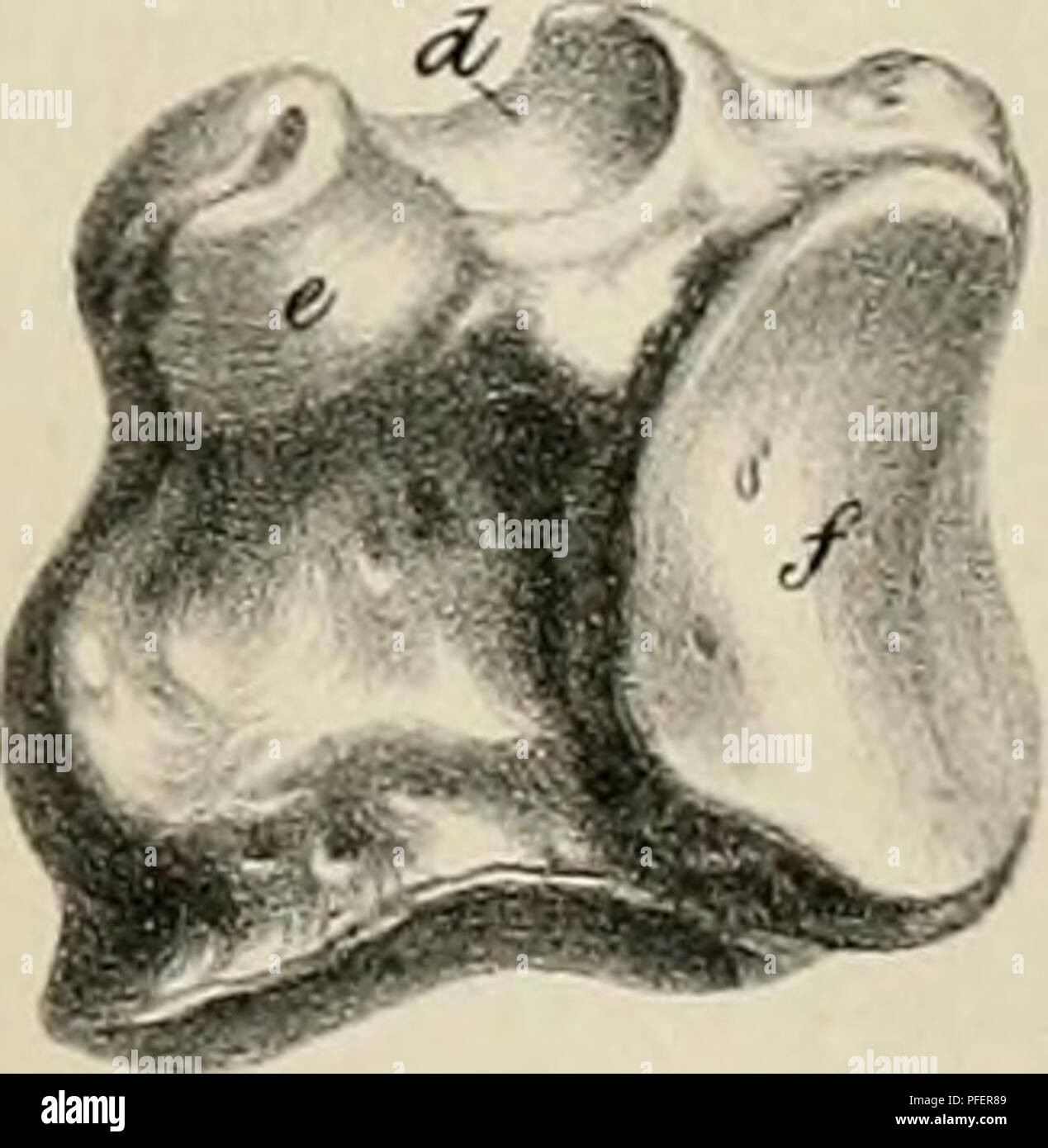 The Mylodon robustus, a giant extinct sloth, is known for its massive ...