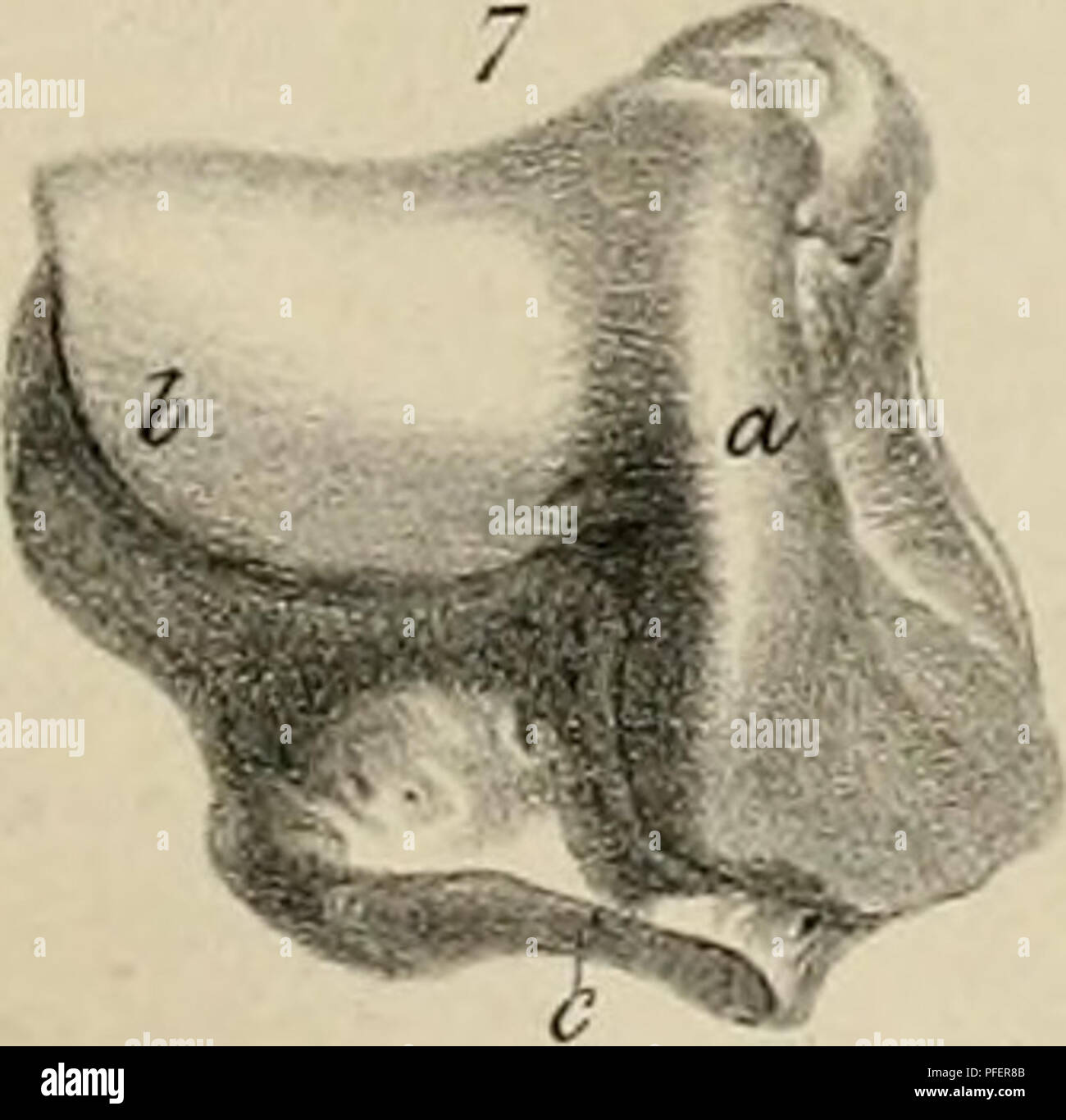 This description details the skeleton of Mylodon robustus, an extinct ...