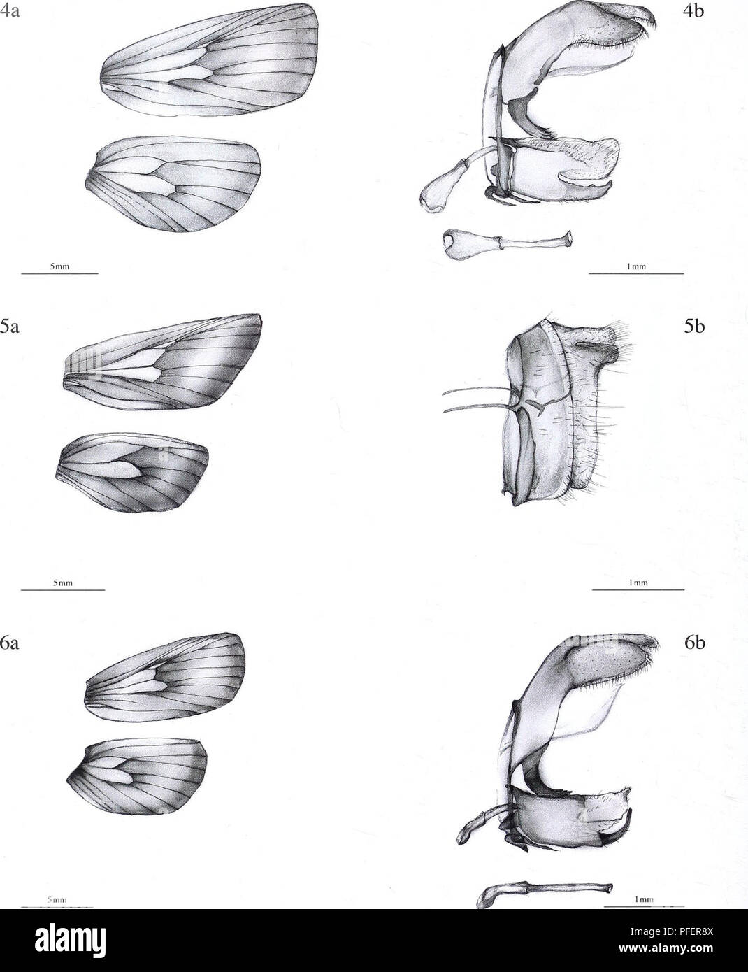 This scientific description introduces two new genera and ten species ...