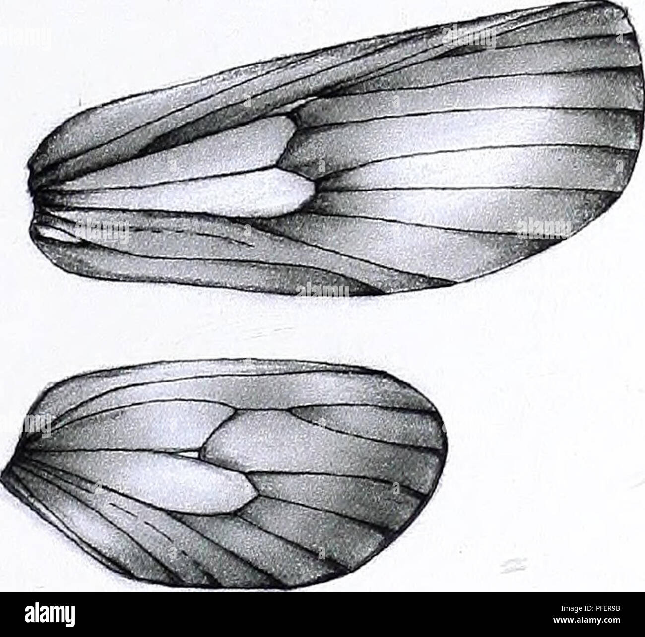 This entomological work describes two new genera and ten new species of ...