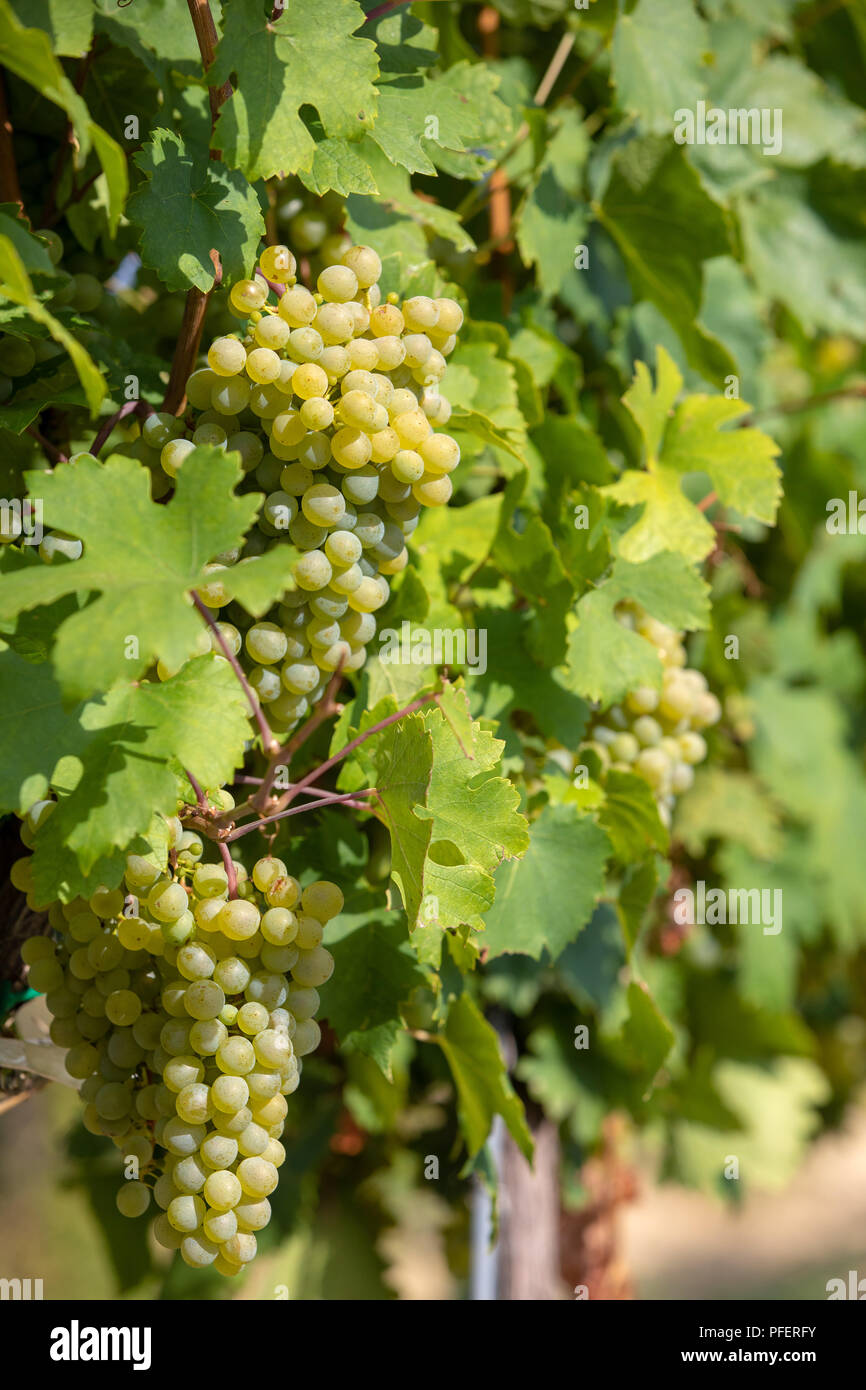 grape wine on Palava Vineyards. South Moravian wine Region, Czech ...