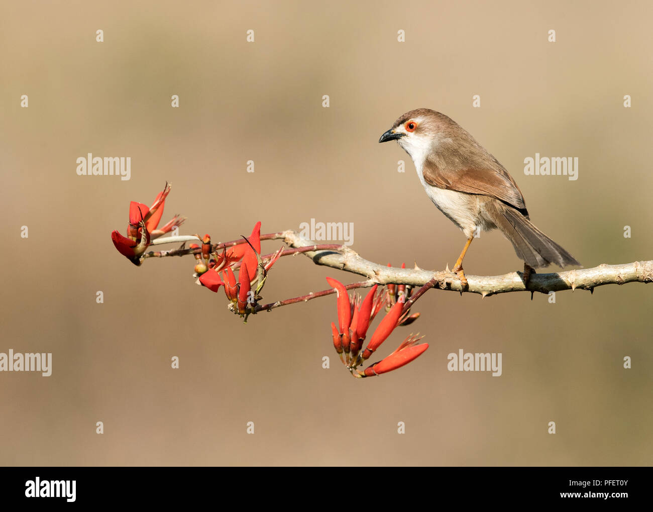 The image of Yellow-eyed babbler (Chrysomma sinense) was taken in ...