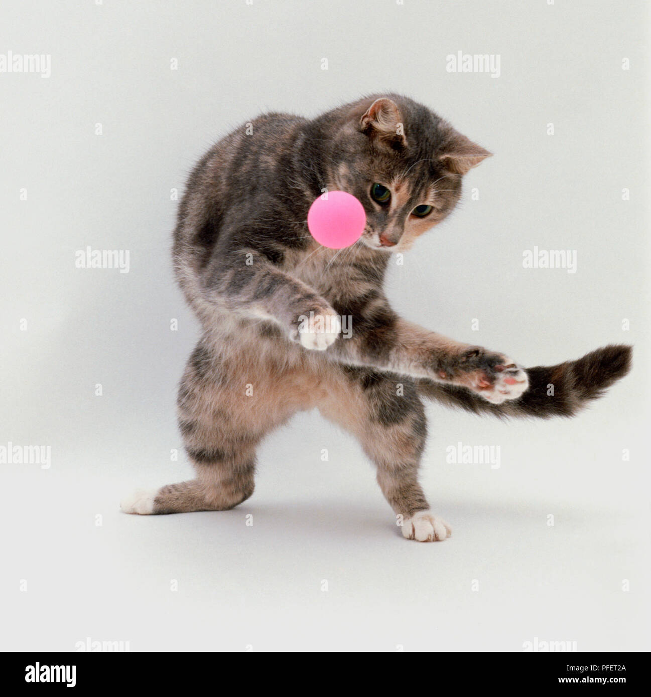 Cat standing on back legs playing with pink rubber ball Stock Photo - Alamy