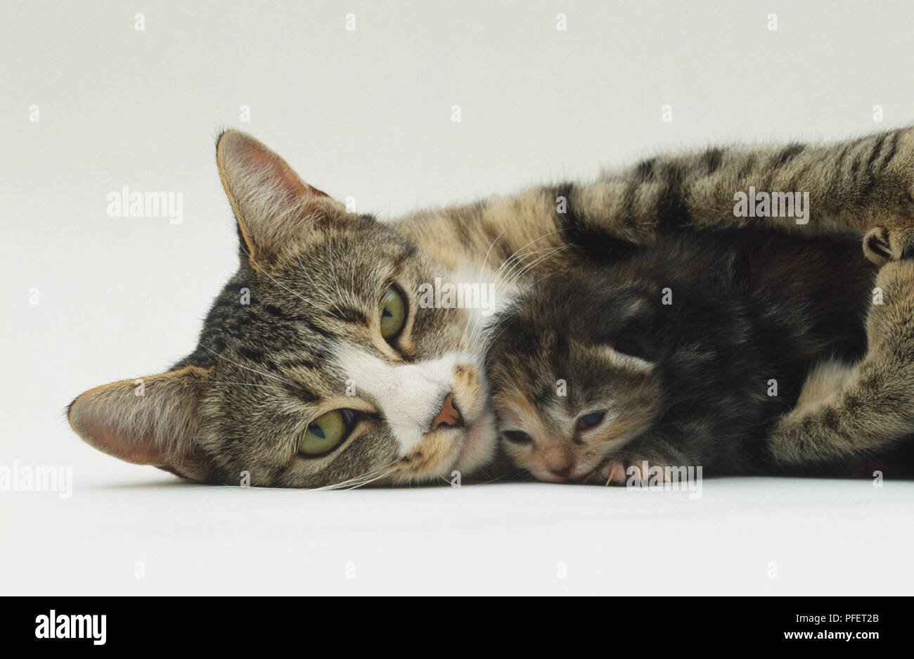 MOTHER CAT LYING DOWN CUDDLING KITTEN Stock Photo - Alamy