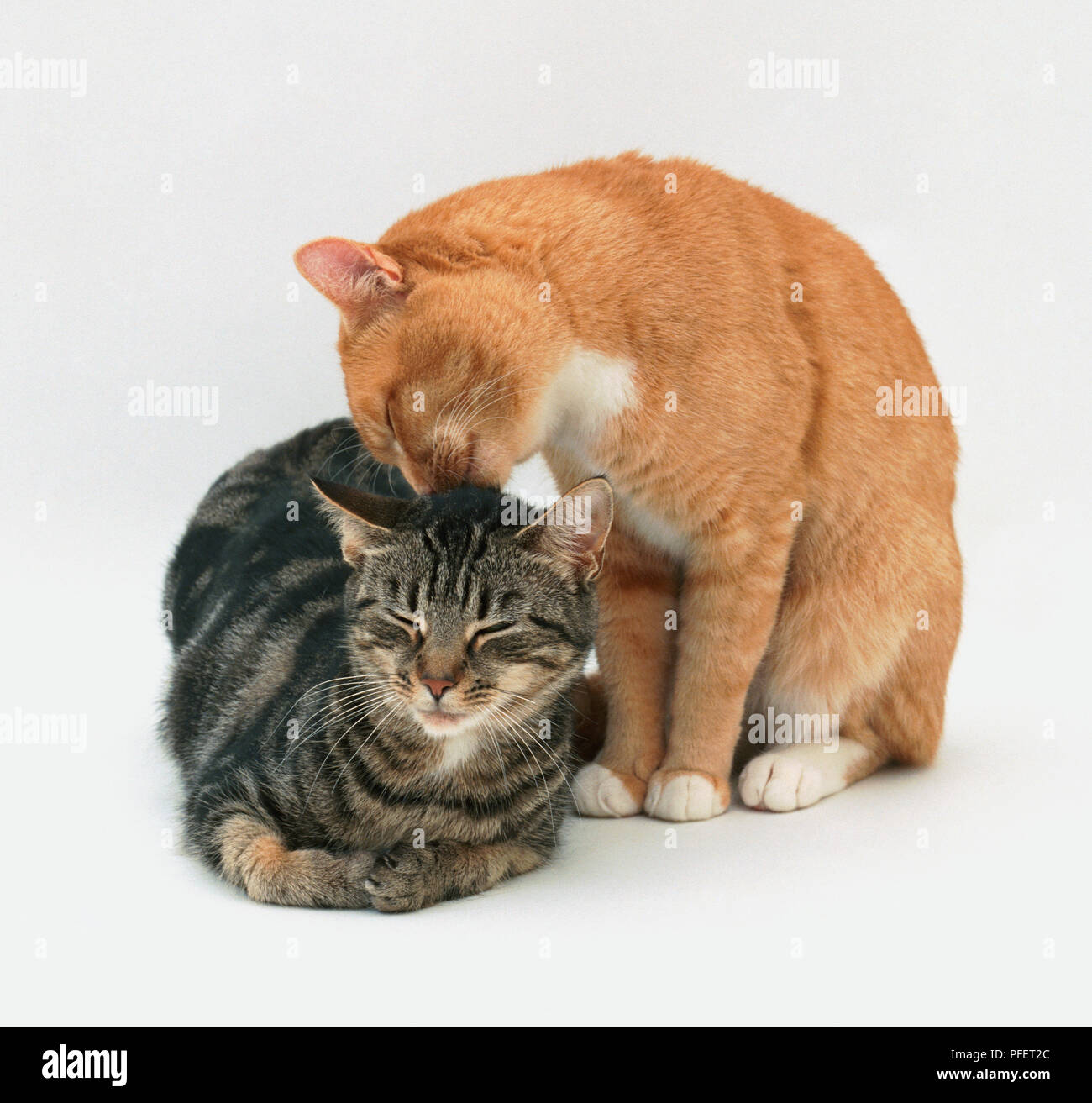 Male cat nibbling female Stock Photo - Alamy