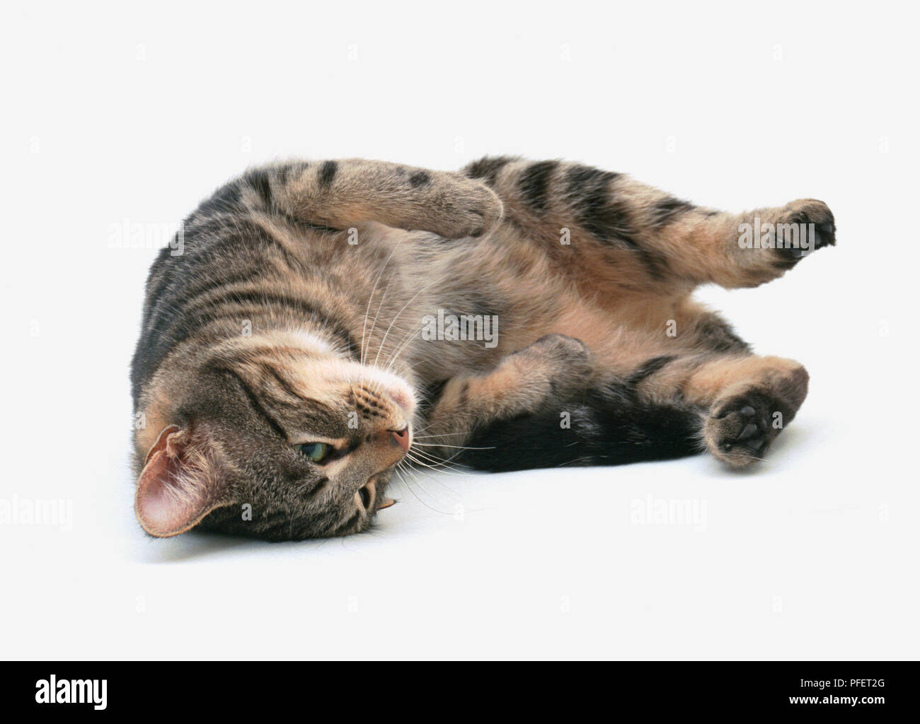 Brown tabby cat rolling onto its side Stock Photo - Alamy