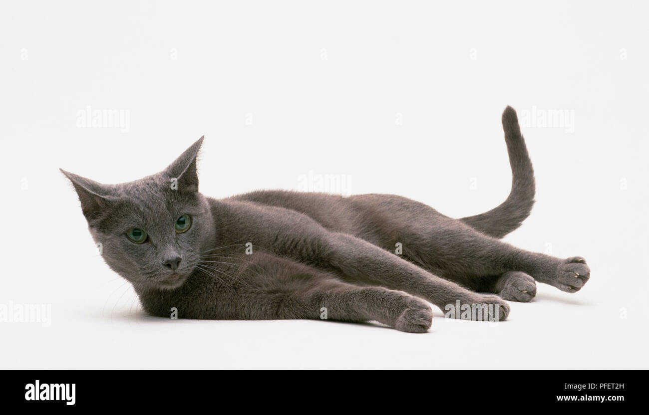 Blue Russian cat lying on its side Stock Photo - Alamy