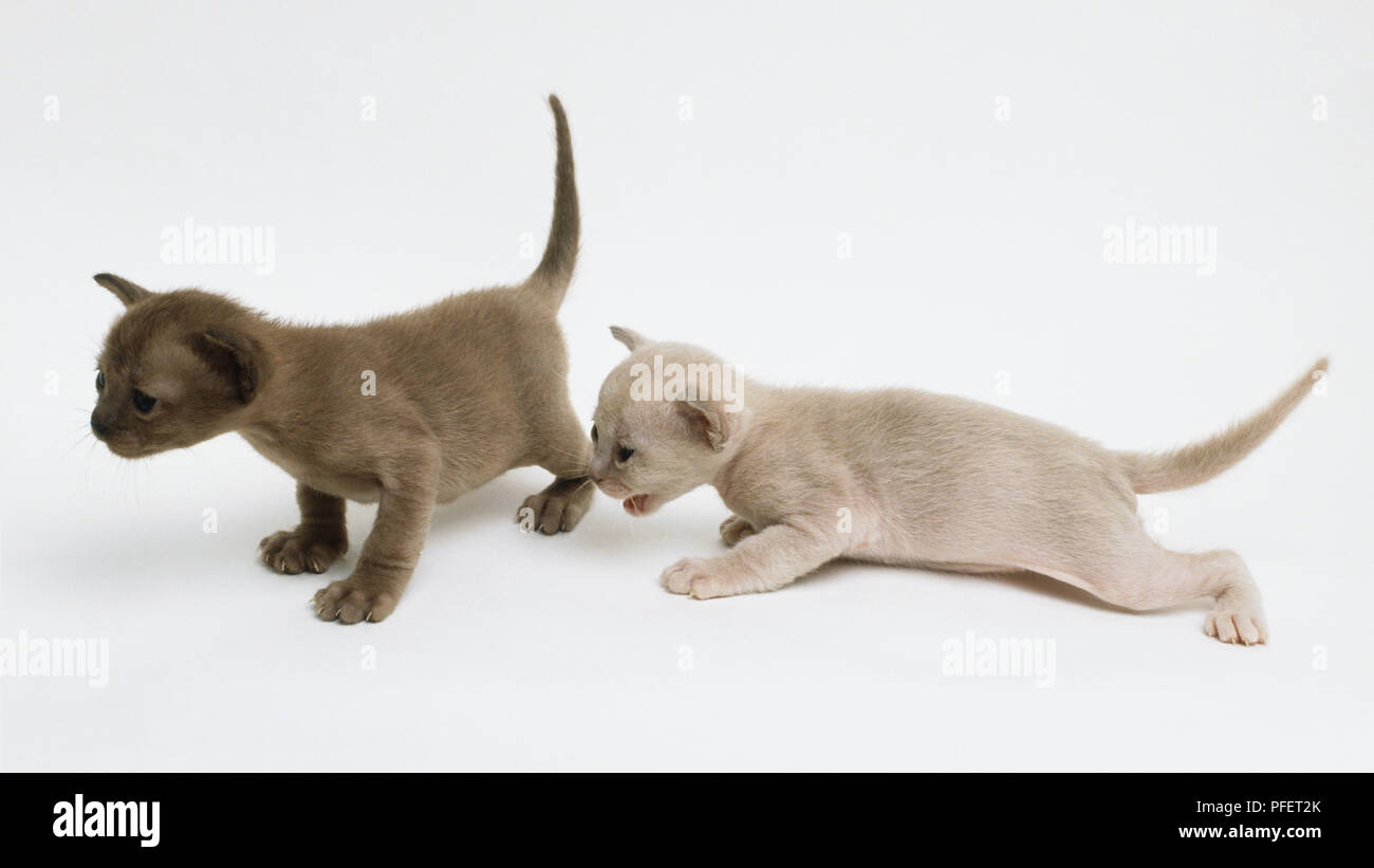 Two Oriental Shorthair kittens (Felis catus), one standing and the ...