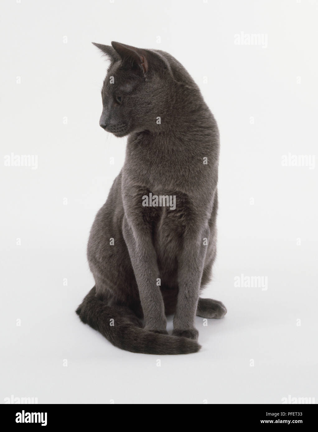Chartreux cats hi-res stock photography and images - Alamy