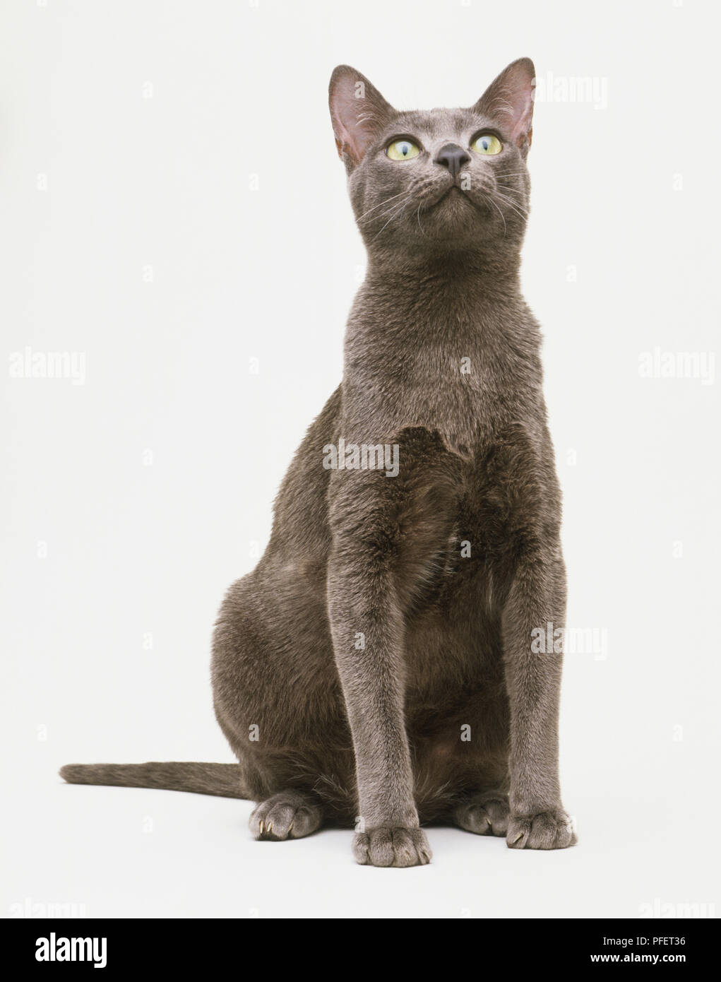 Korat cat hi-res stock photography and images - Alamy
