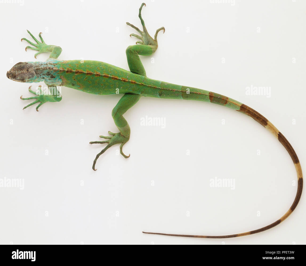 Green Iguana, Iguana iguana, with bright green body, long striped whip ...