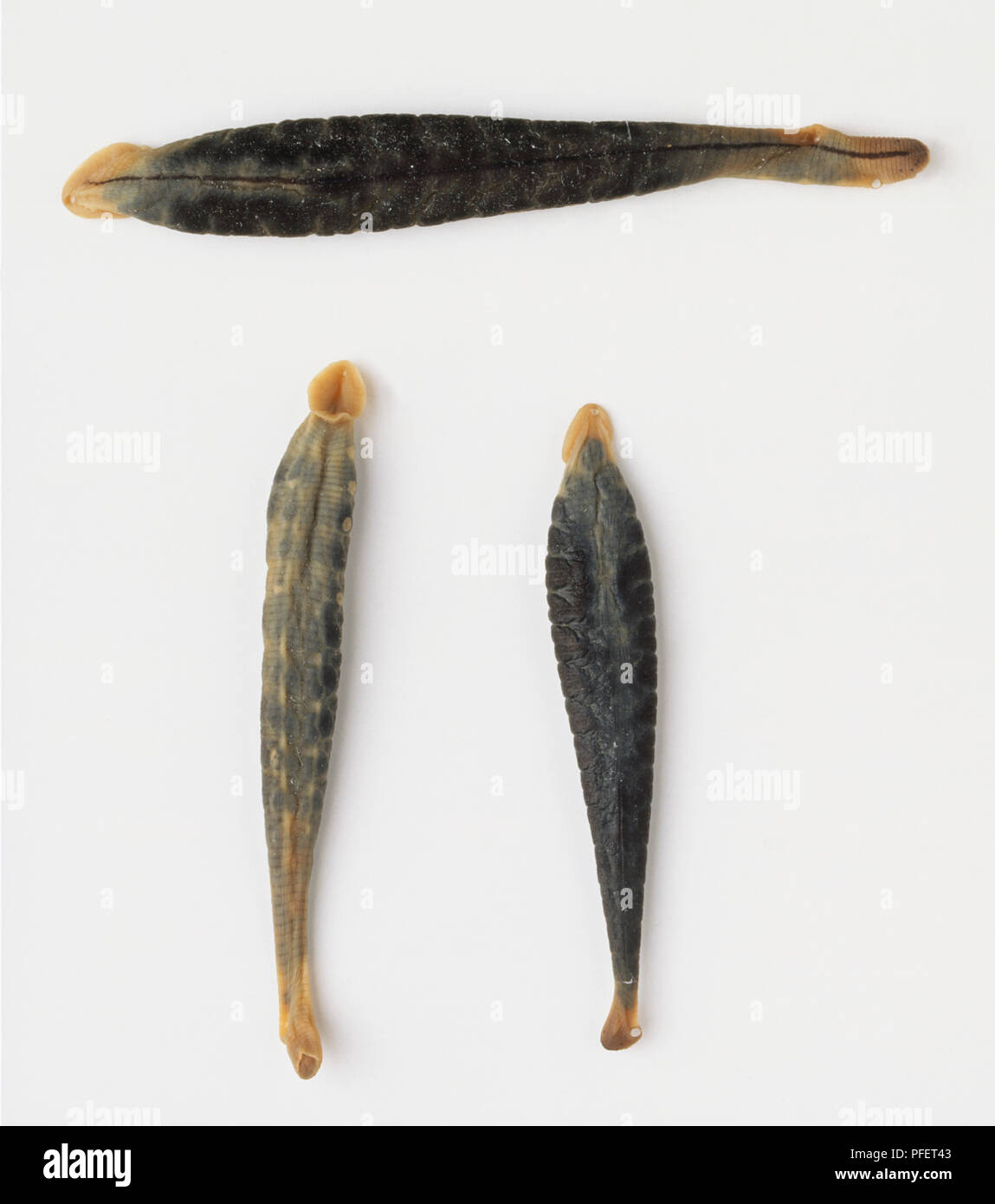 Annelida segmented worms hi-res stock photography and images - Alamy