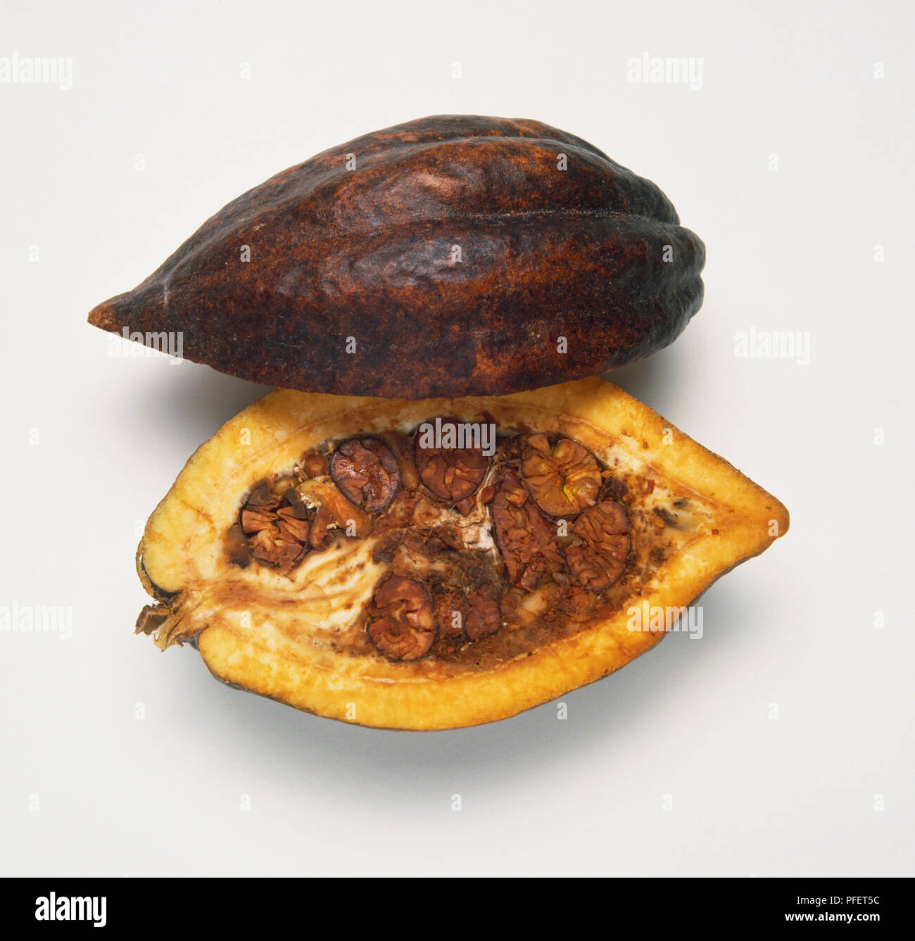 Two halves of Cocoa bean, showing cross-section view next to shell ...