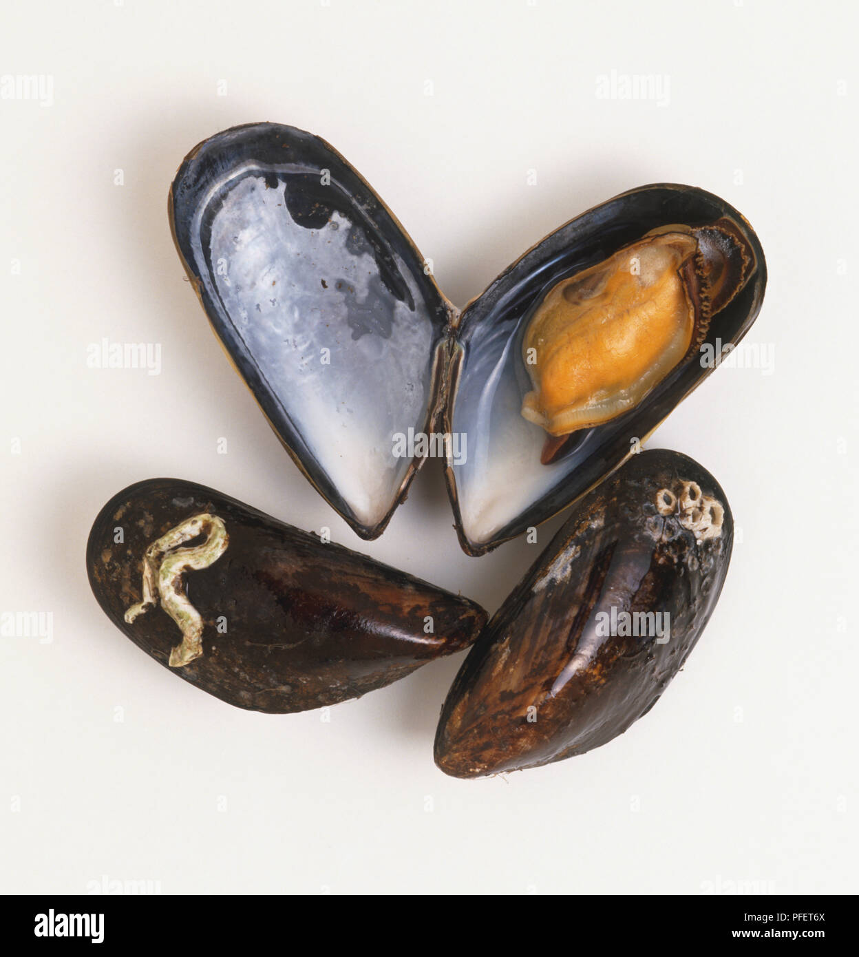 FOUR EMPTY MUSSEL SHELLS Stock Photo - Alamy