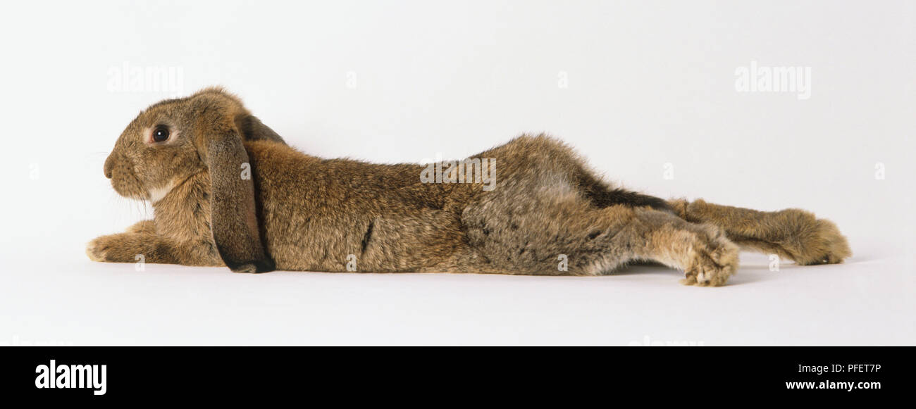 European Rabbit, Oryctolagus cuniculus, brown rabbit lying on floor ...