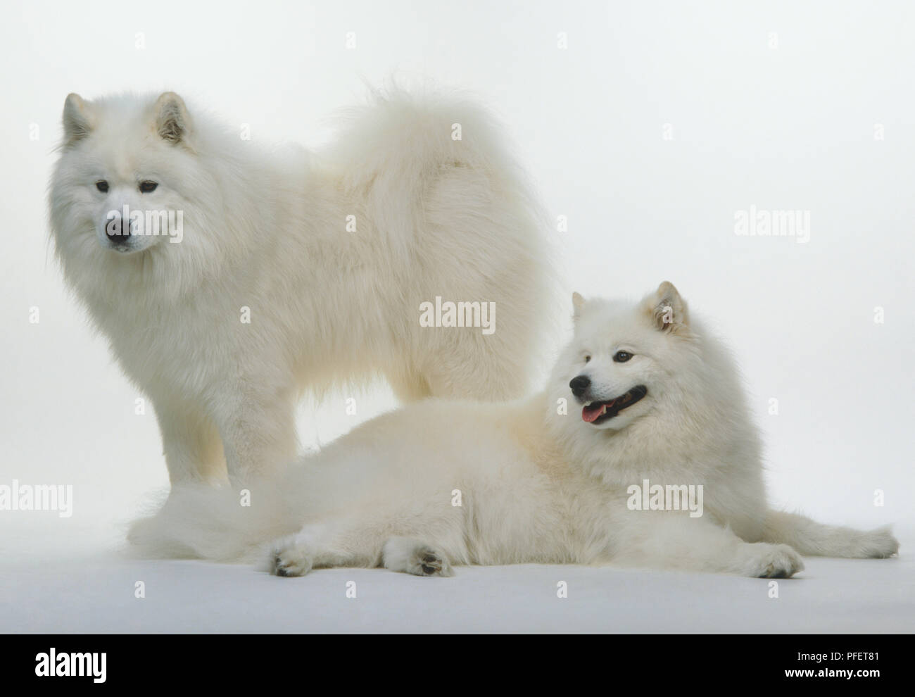 Samoyed dog lying down hi-res stock photography and images - Alamy