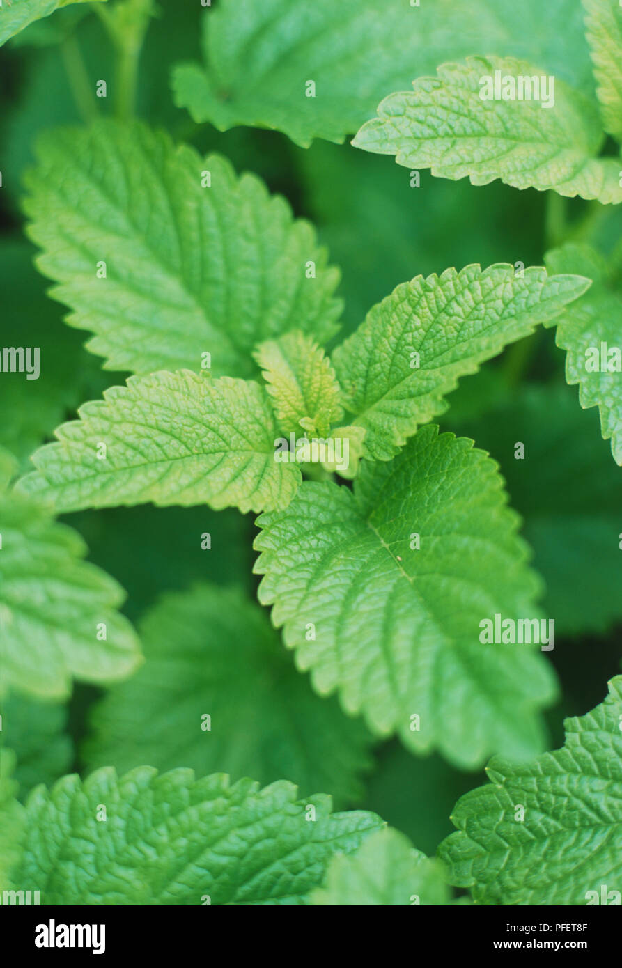 Oval Shaped Leaves High Resolution Stock Photography and Images - Alamy