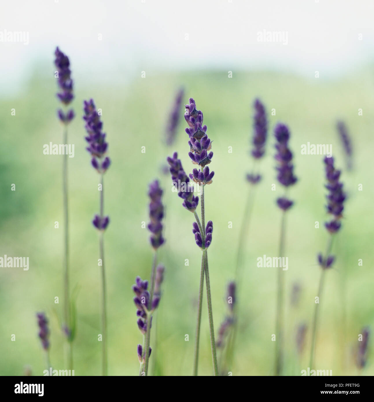 Hidcote Blue Lavandula Angustifolia High Resolution Stock Photography ...