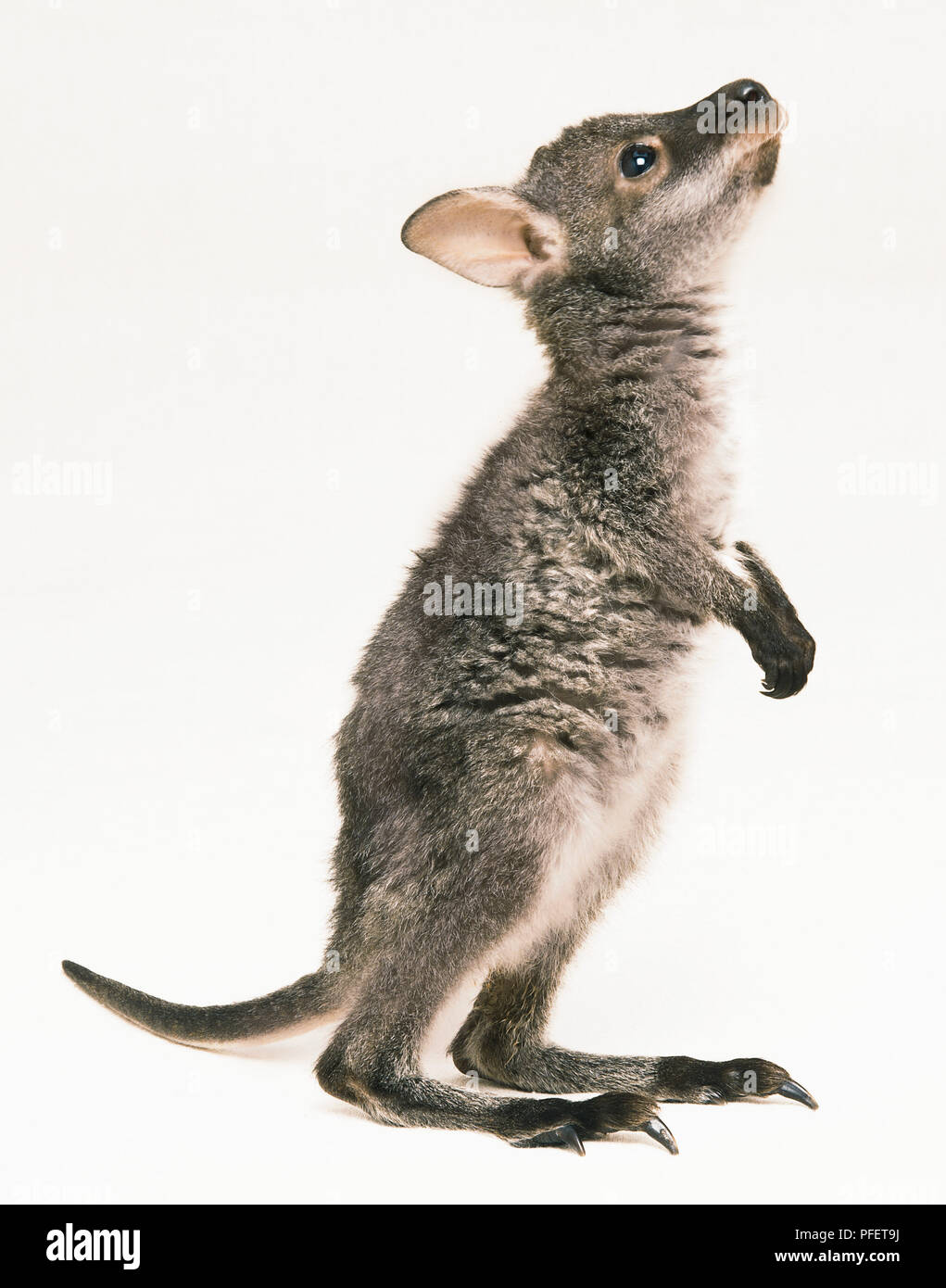 Family macropodidae hi-res stock photography and images - Alamy