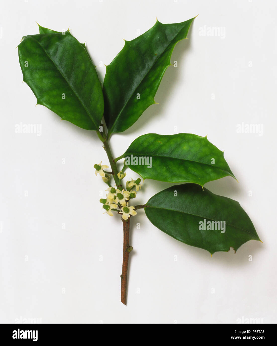 Female american holly flowers hi-res stock photography and images - Alamy