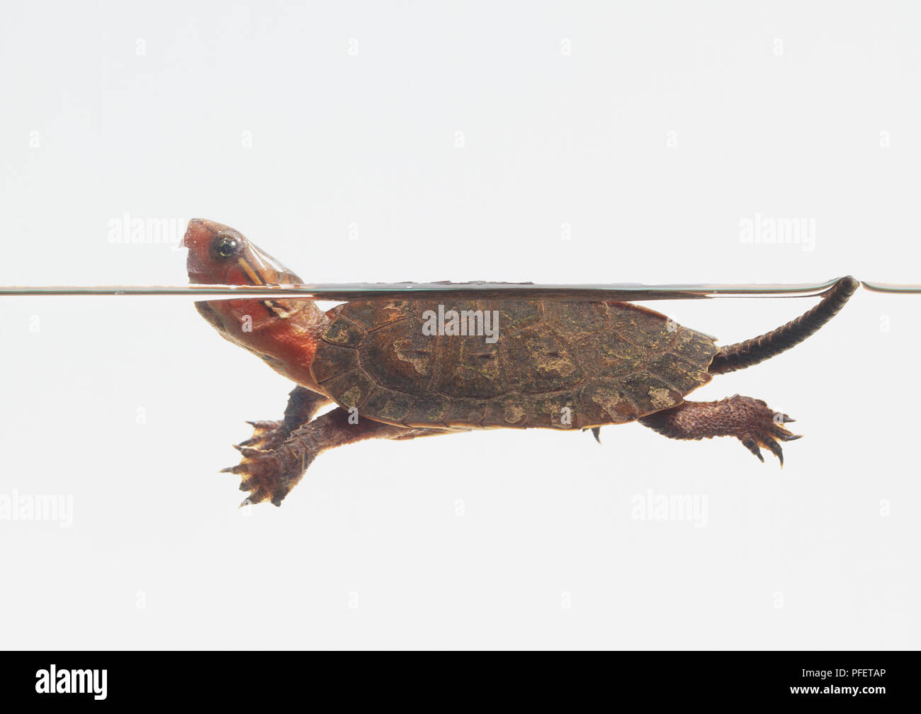 Big-headed Turtle (Platysternon megacephalum) swimming, head above ...