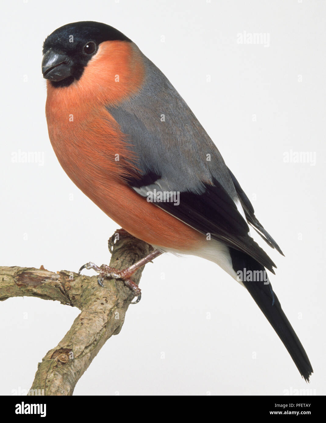 Side view of a Eurasian Bullfinch, Pyrrhula pyrrhula, a distinctively ...