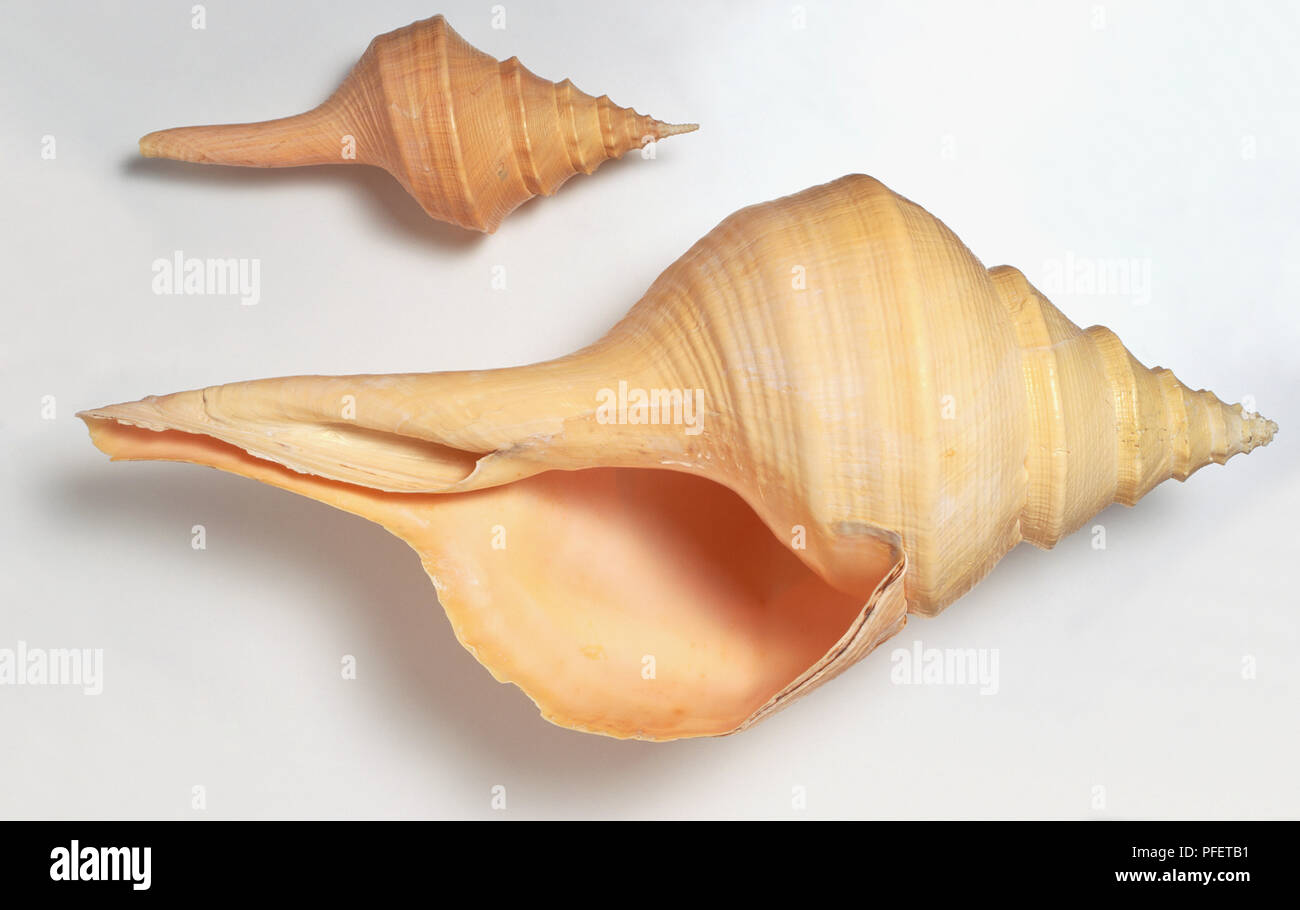 Shells of marine animals hi-res stock photography and images - Alamy