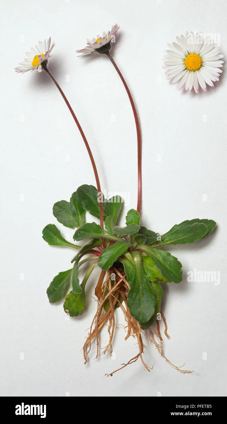 Flowering perennials or weeds, showing fine roots, basal rosettes of ...