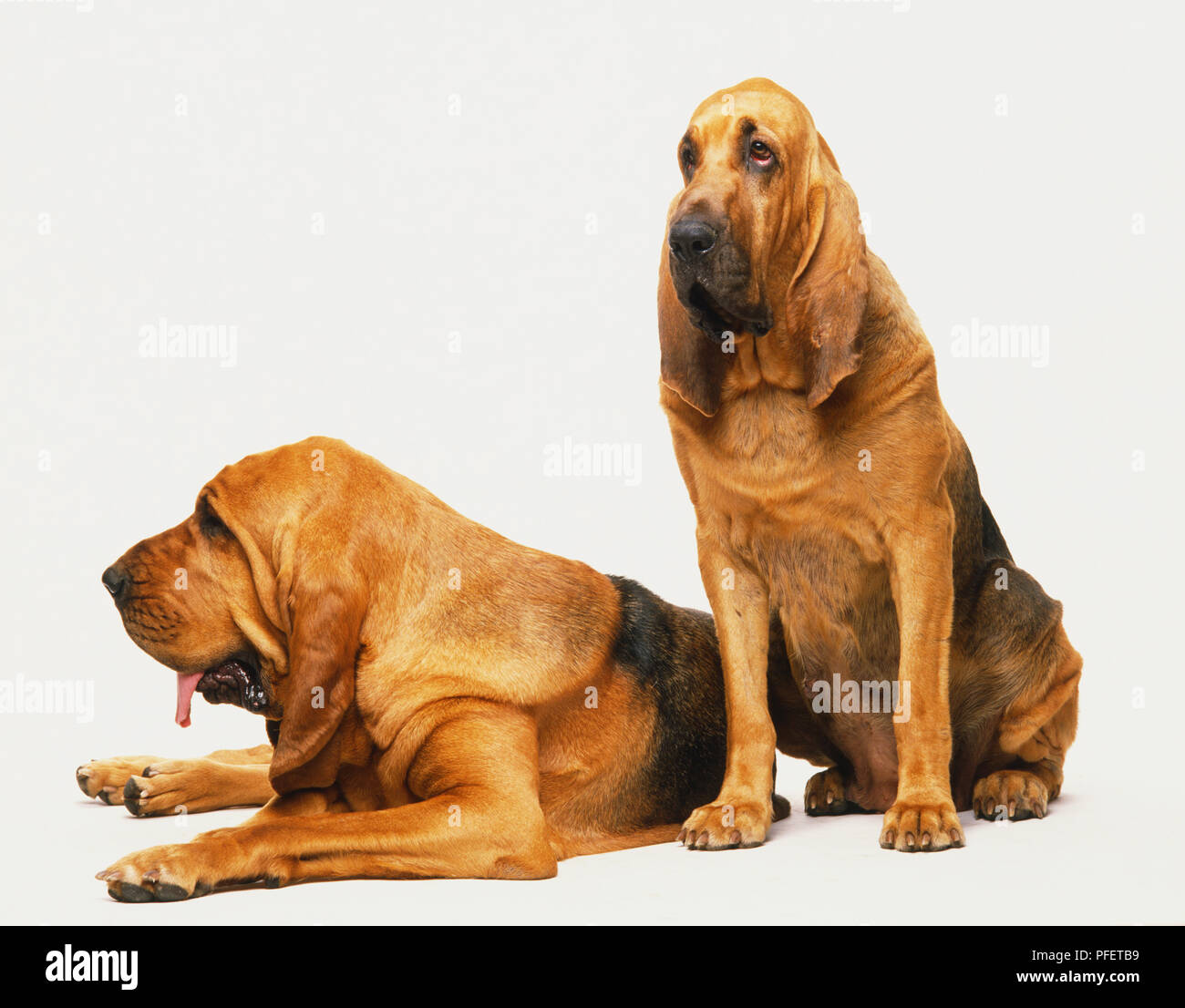 Bloodhound dogs hi-res stock photography and images - Alamy