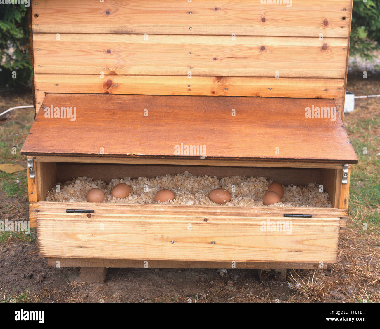 Front view of free-range eggs in wooden nesting Box Stock Photo - Alamy