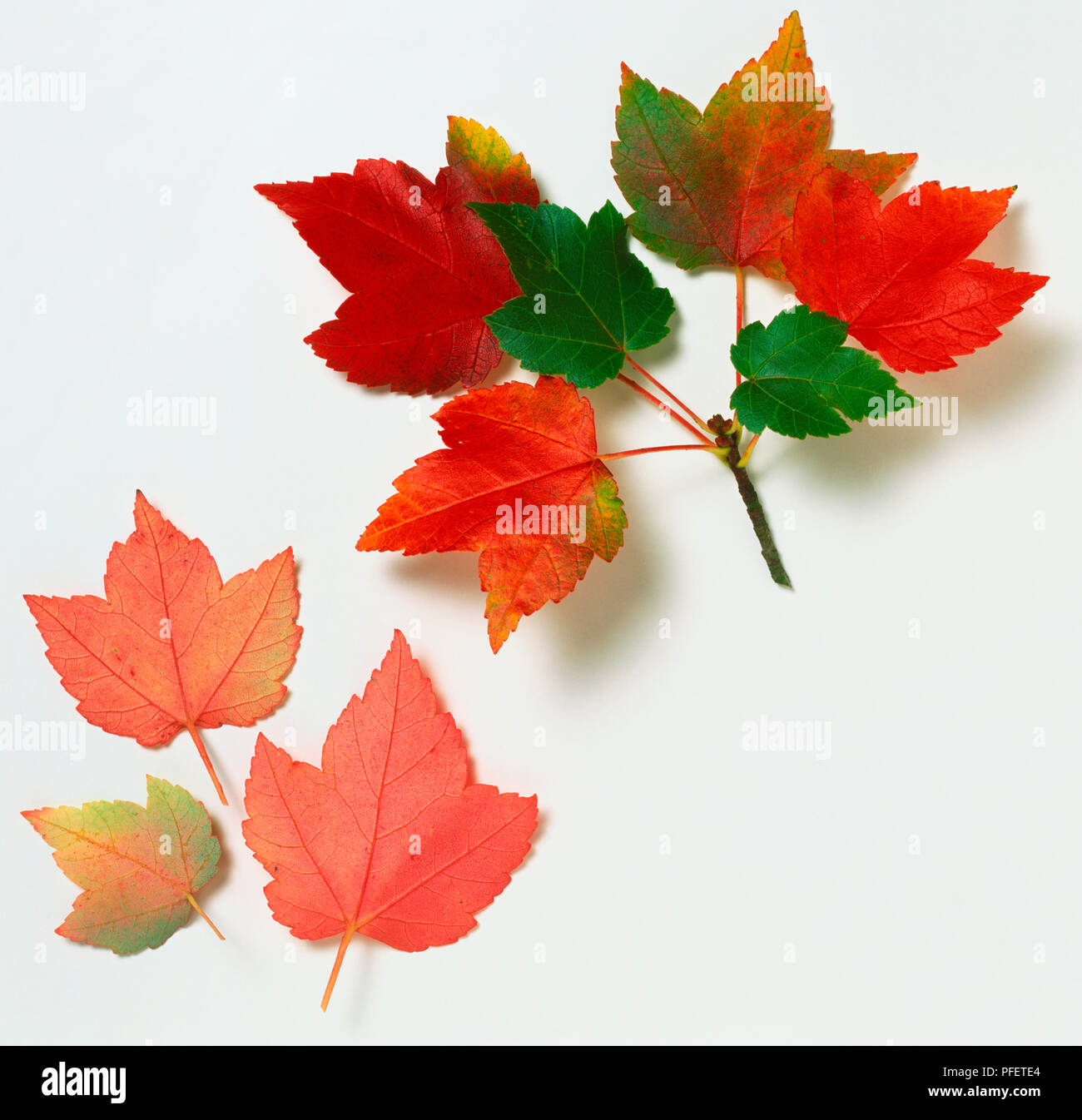 Acer rubrum, Red Maple or Scarlet Maple or Swamp Maple autumn leaves ...
