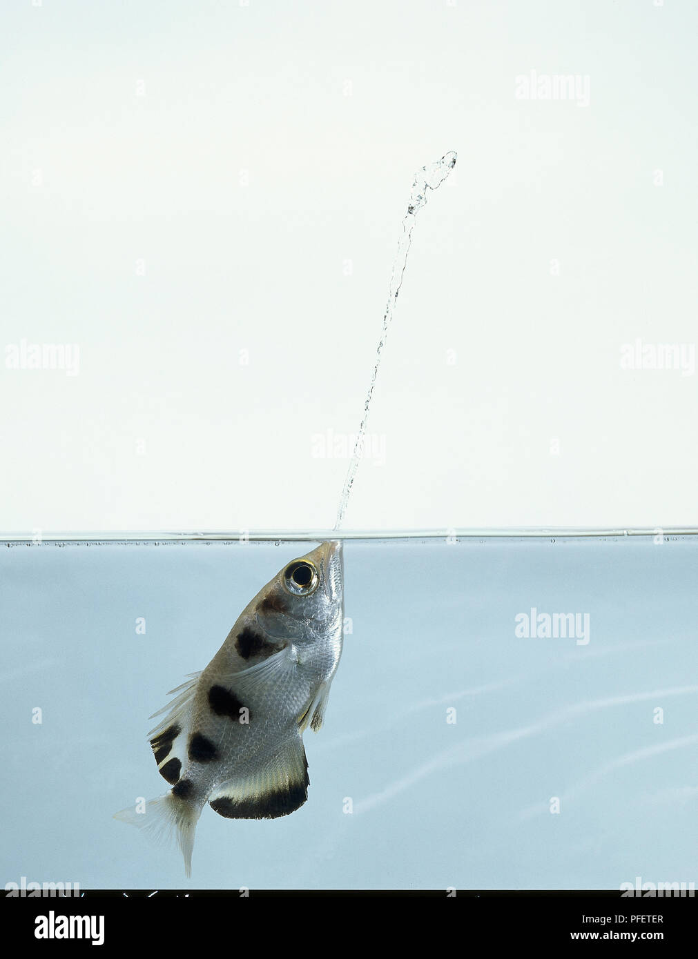 Archer Fish Spitting