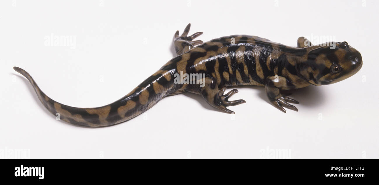 Tiger Salamander (Ambystoma tigrinum), view from above Stock Photo - Alamy