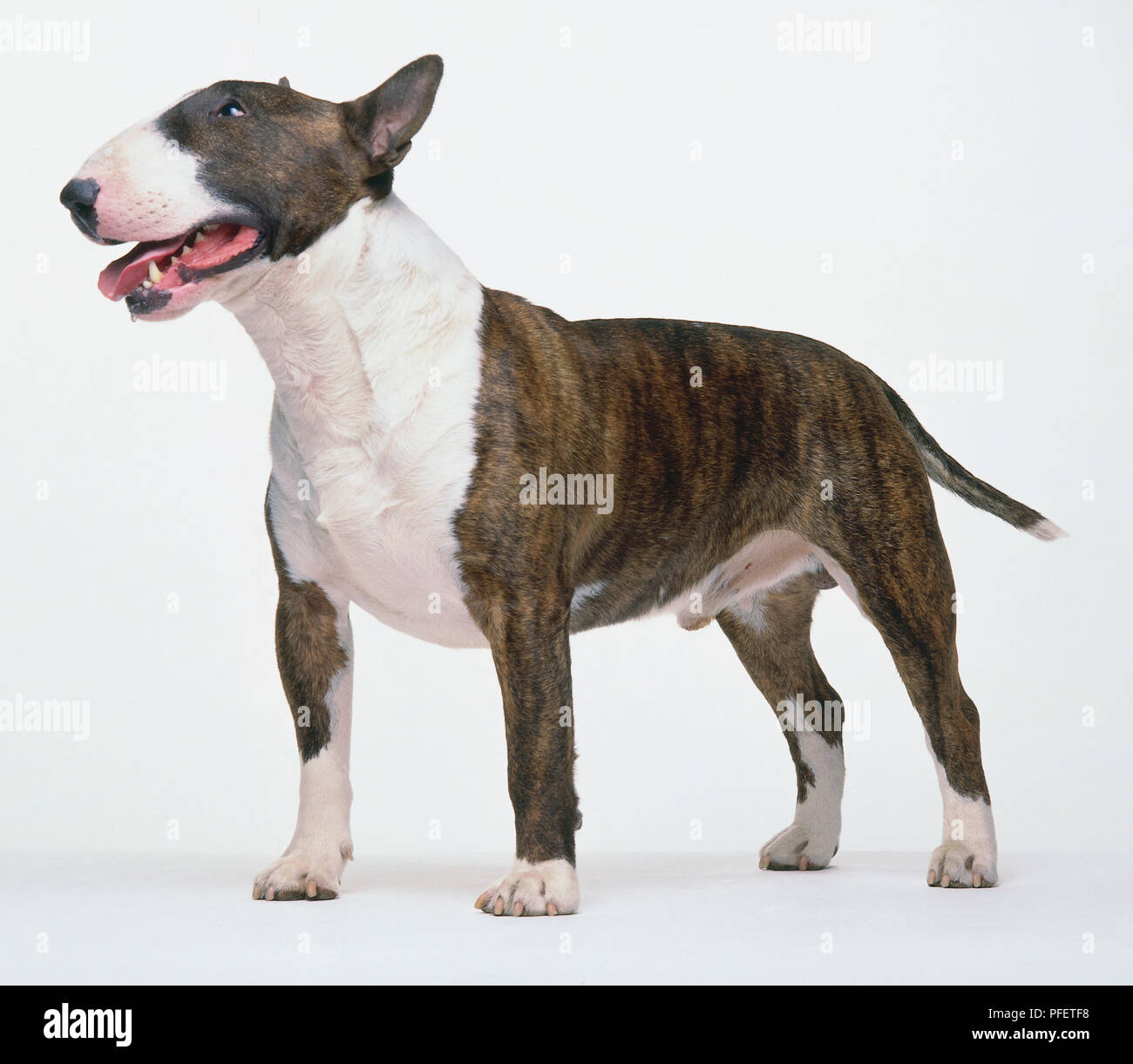A brown and white bull terrier breed of dog on all fours. Specimen ...
