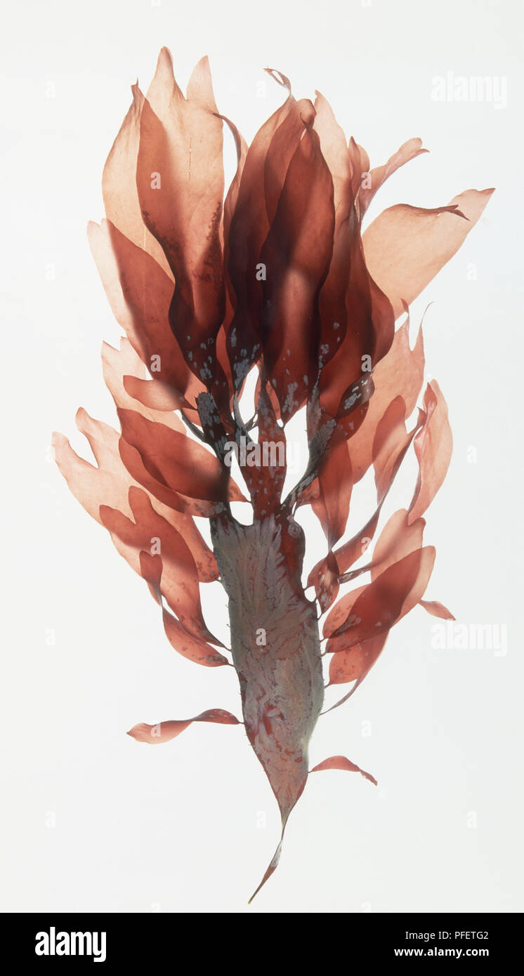 Rhodophyta hi-res stock photography and images - Alamy