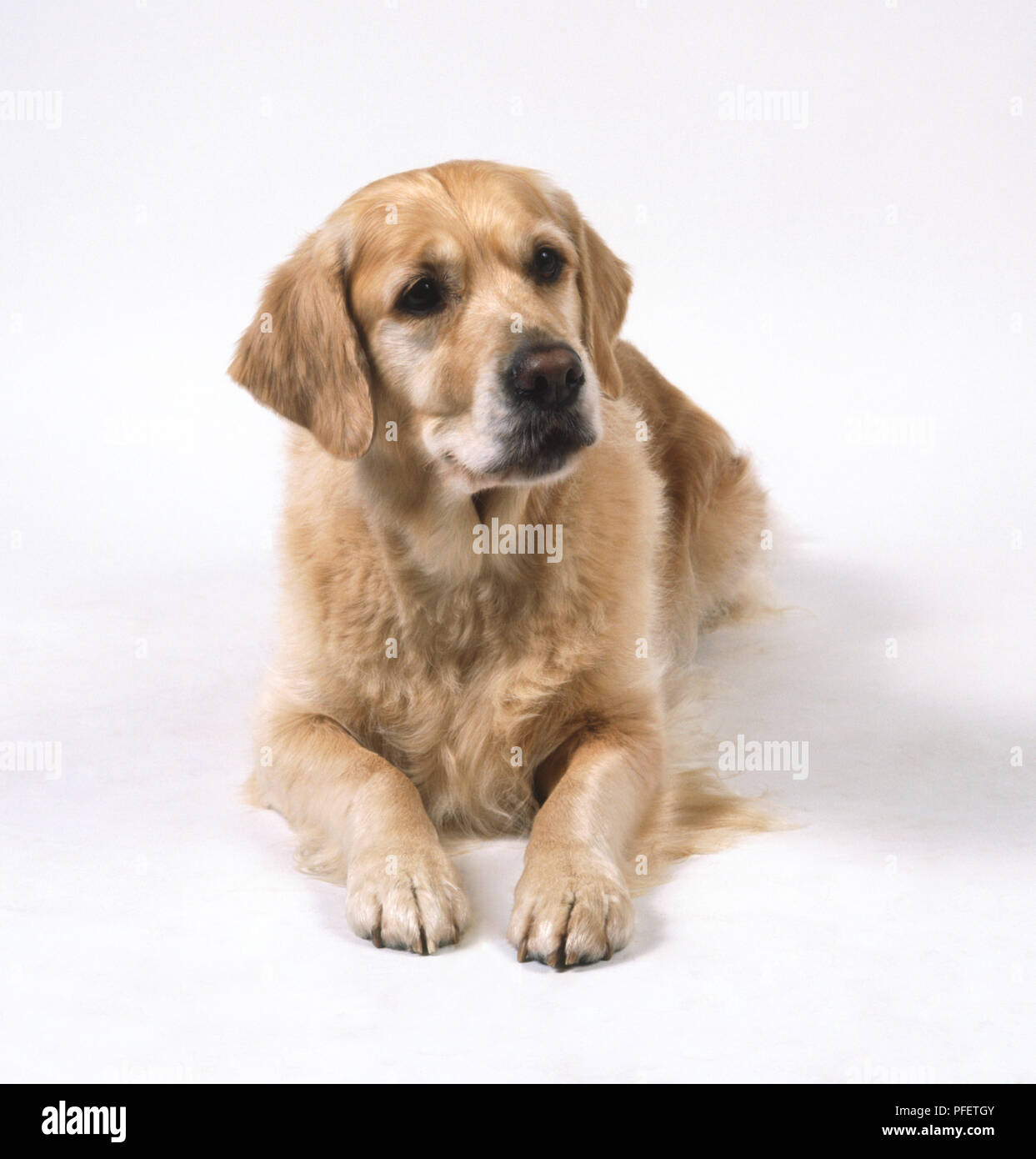 Golden Retriever (Canis familiaris) sitting with front paws out, facing ...