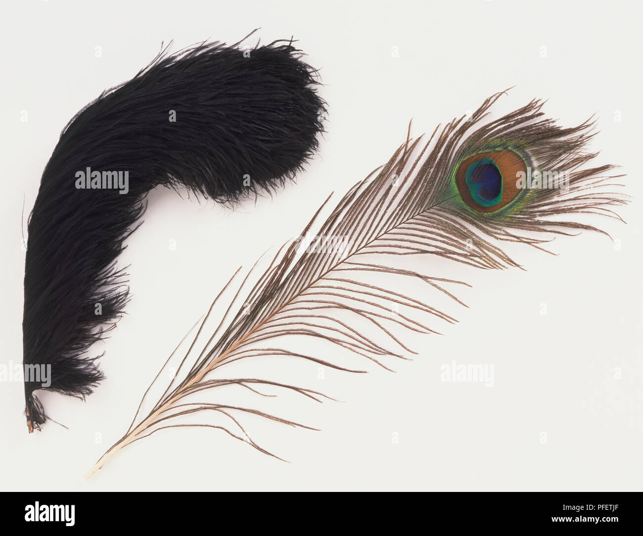 Single Peacock Feather Black Background