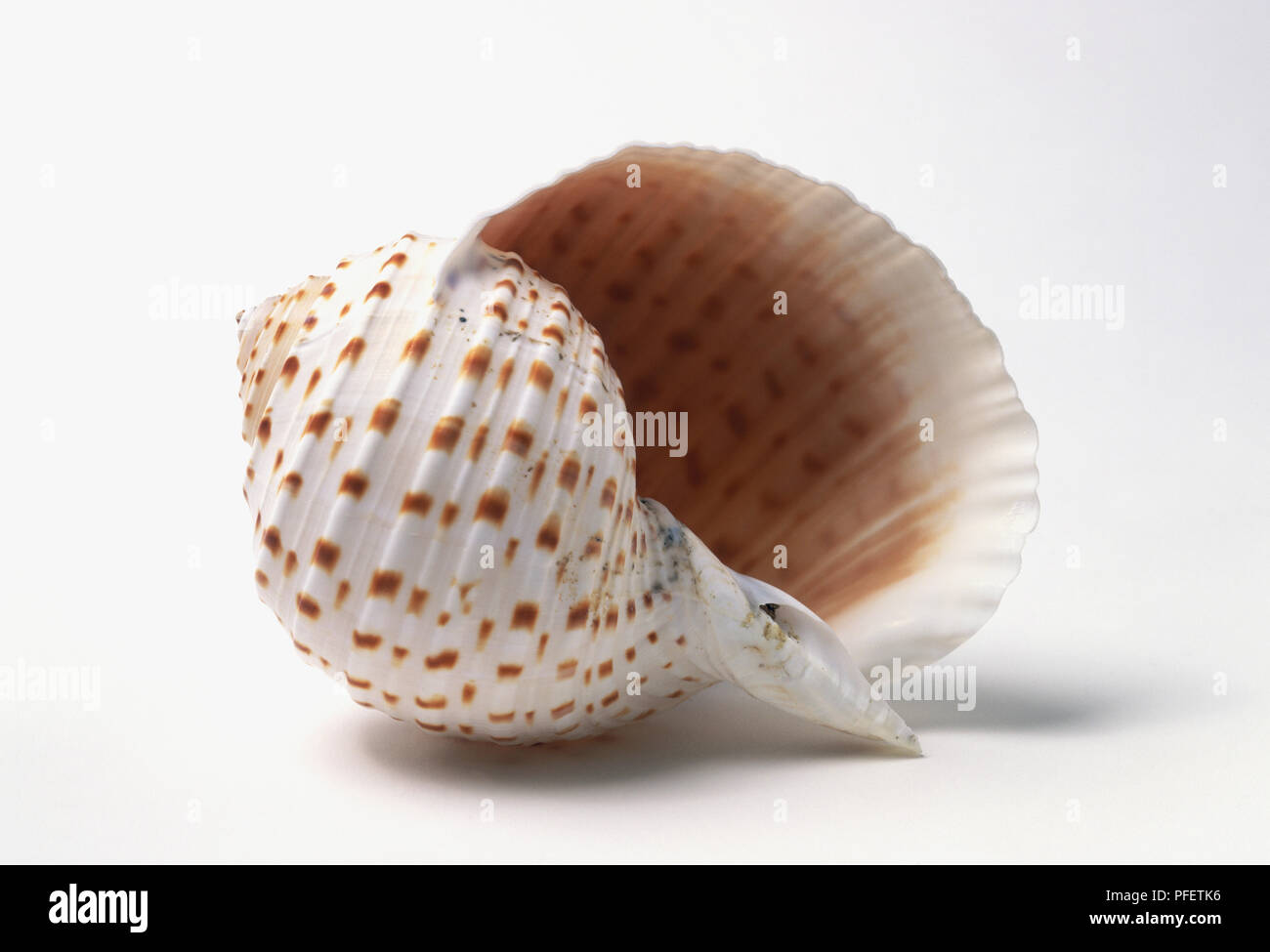 A brown and white sea shell Stock Photo - Alamy