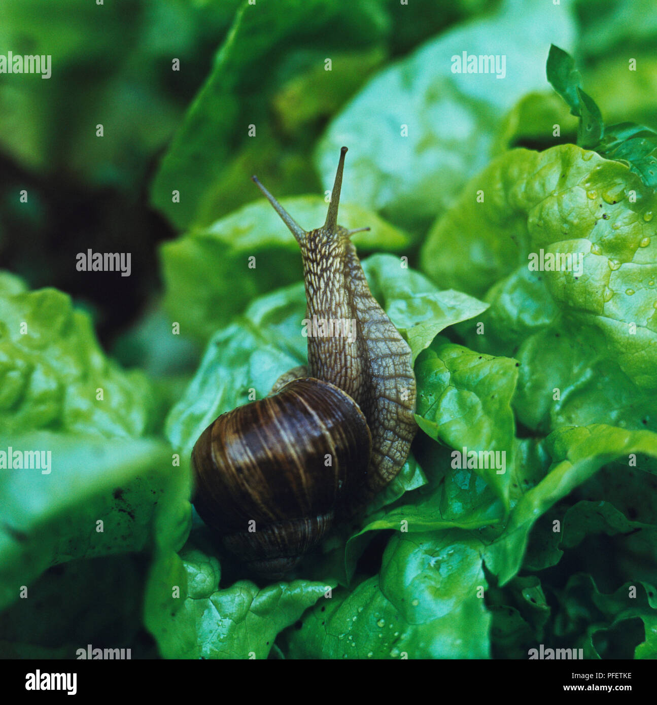 Poland, Roman snail or escargot, tentacles extended, on cabbage, close ...