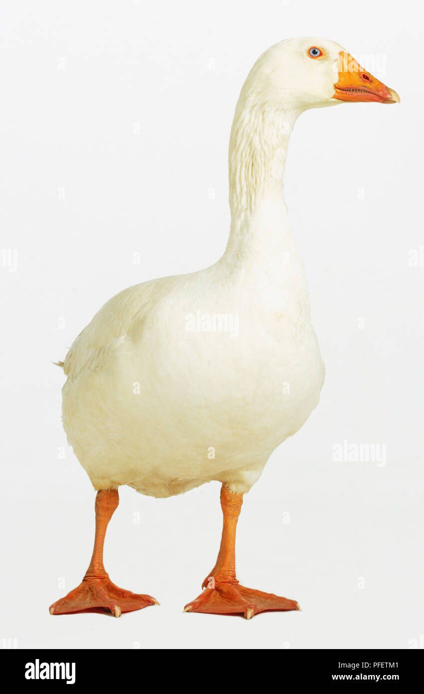 White goose (Anseriformes) standing Stock Photo - Alamy