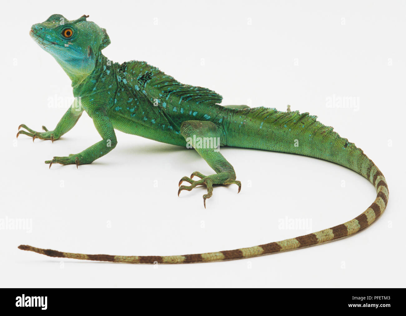 Basiliscus hi-res stock photography and images - Alamy