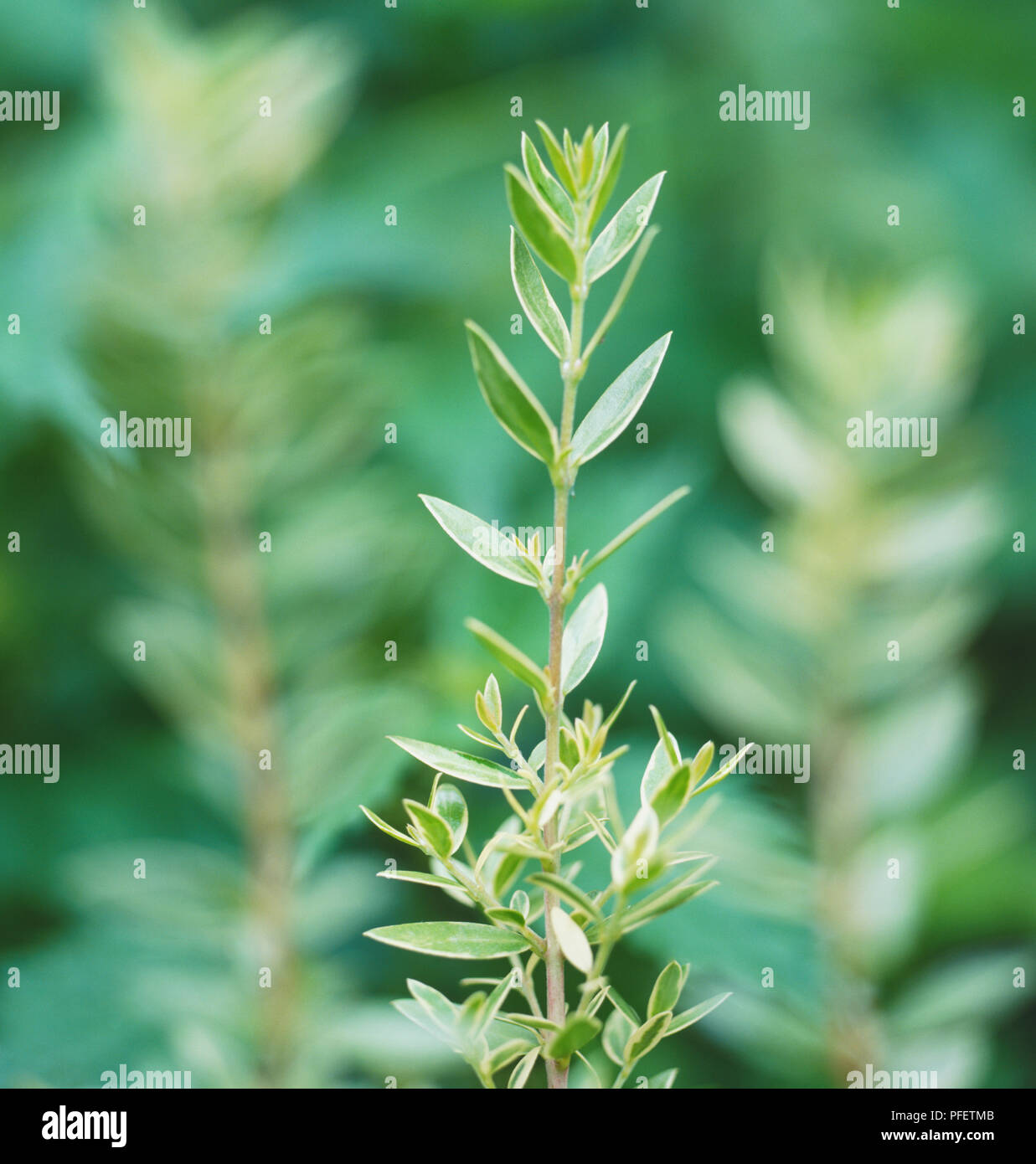 Myrtus communis variegata hi-res stock photography and images - Alamy