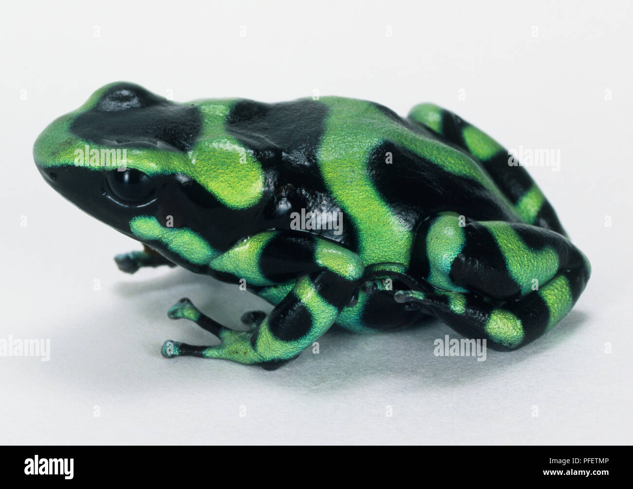 Poison Dart Frog (Dendrobatidae Stock Photo - Alamy