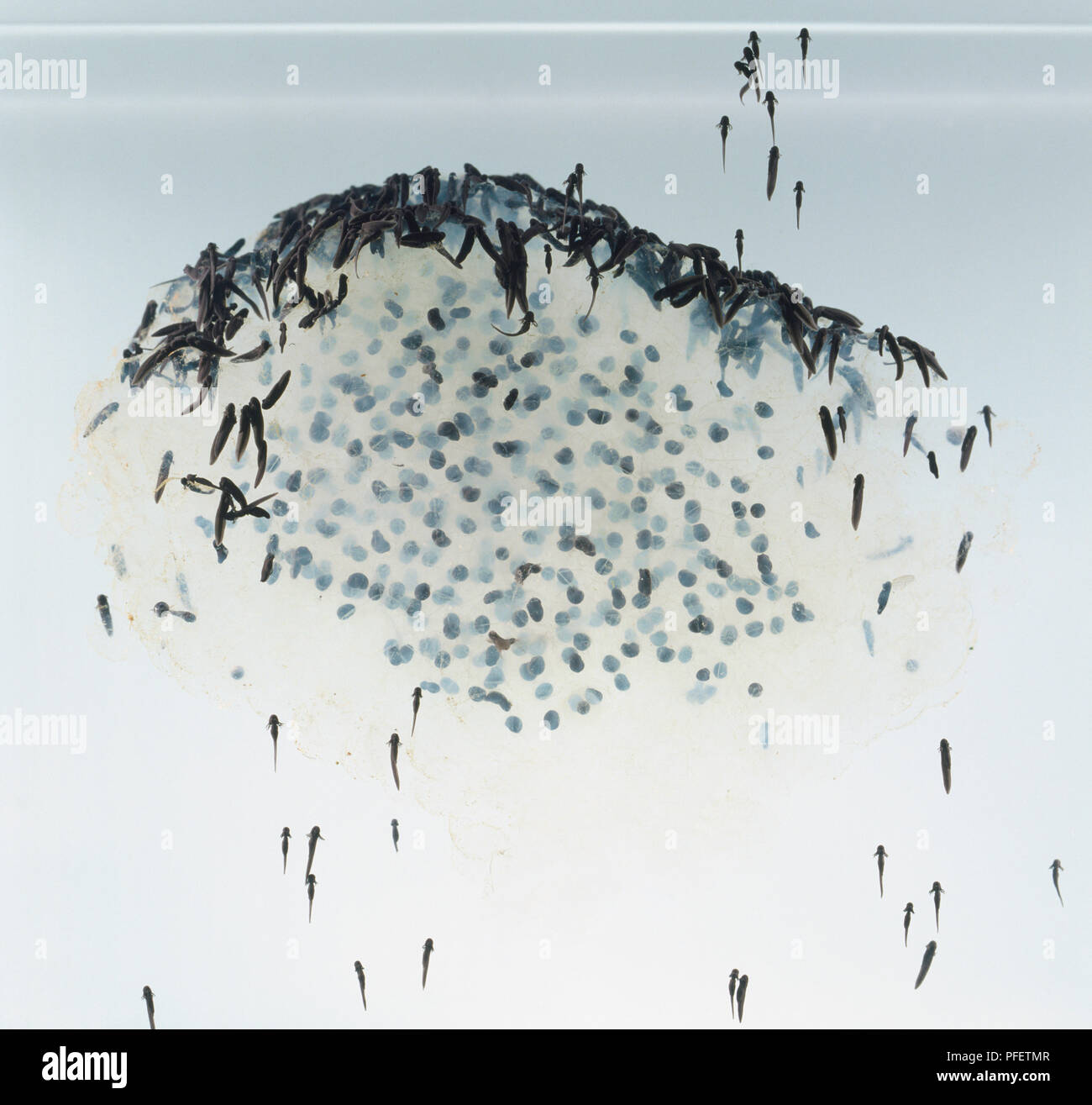 Hatched tadpoles swimming to surface from large frogspawn, side view ...