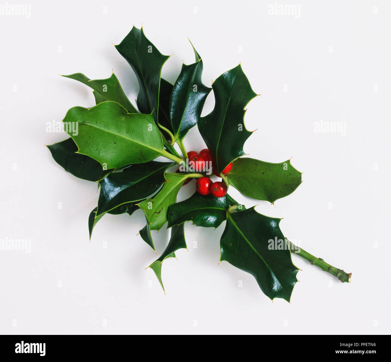 Holly twig christmas decoration hi-res stock photography and images - Alamy