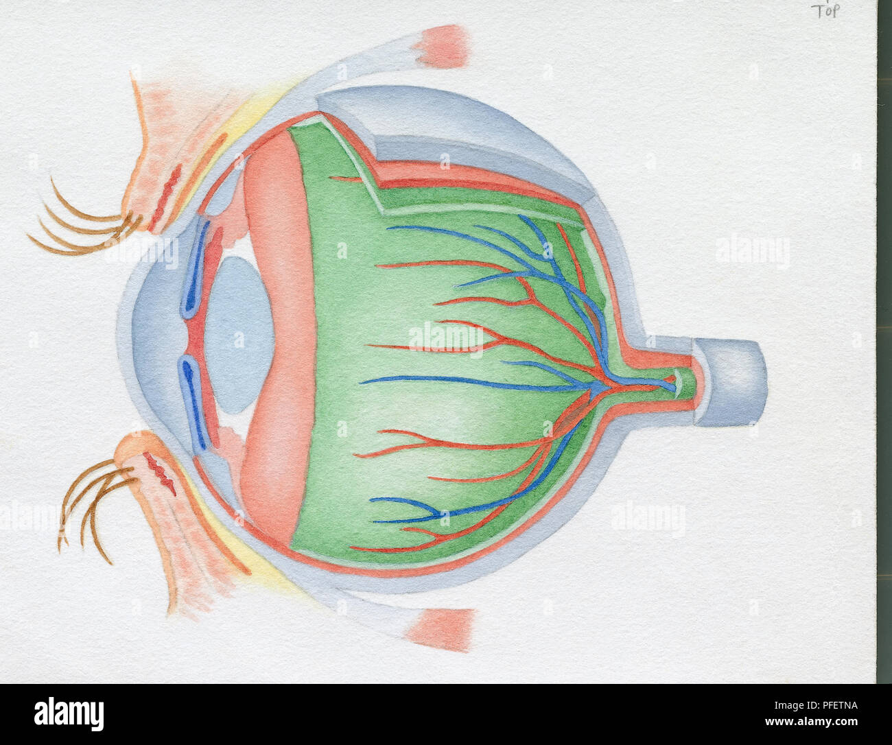 Cross Section Eye High Resolution Stock Photography and Images - Alamy