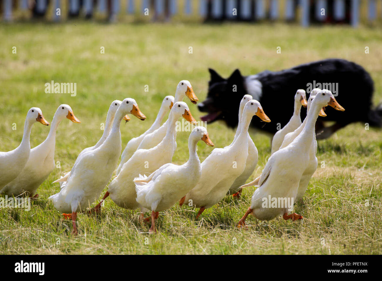 Collie Dog Chasing some Indian Runner Ducks Stock Photo - Alamy
