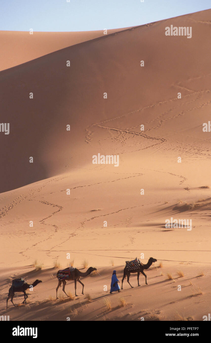 North Africa, Morocco, Sahara, caravan of three Camels (Camelus ...