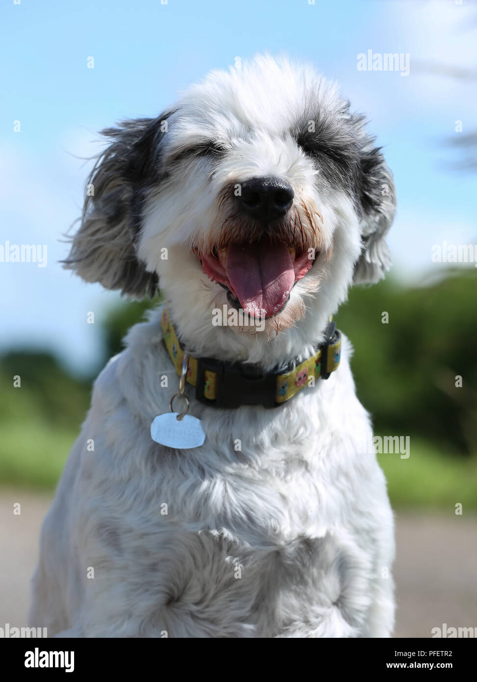 Chilli the Dog out for a walk Stock Photo - Alamy